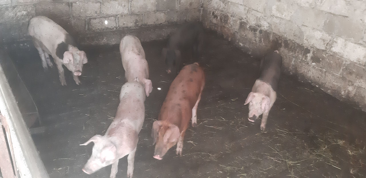 Vind purcei frumosi 40 45kg cresc forte bine