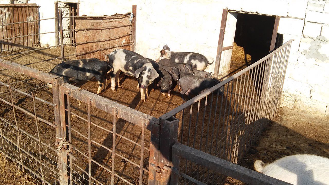 Purcica de a fata, purcei vietnamezi, vier