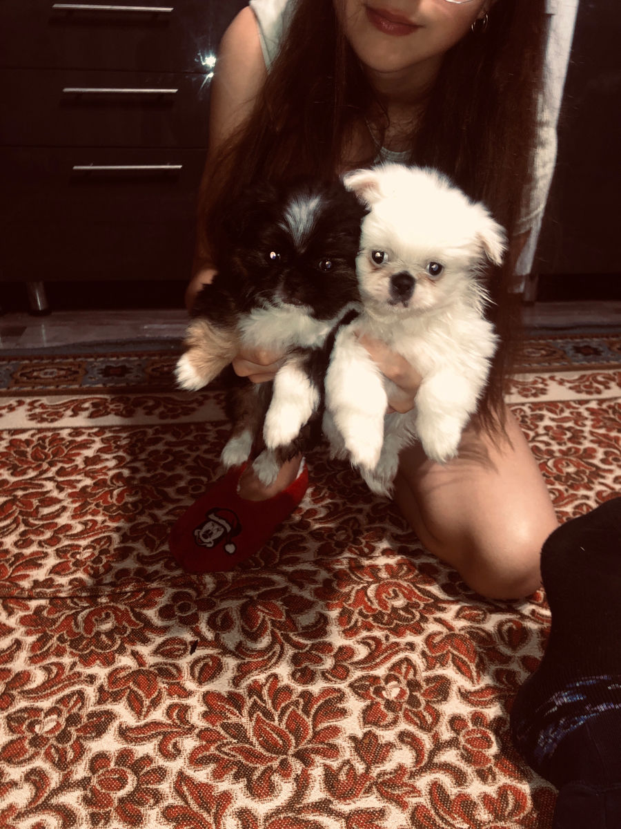 Vind catelusi pichinezi