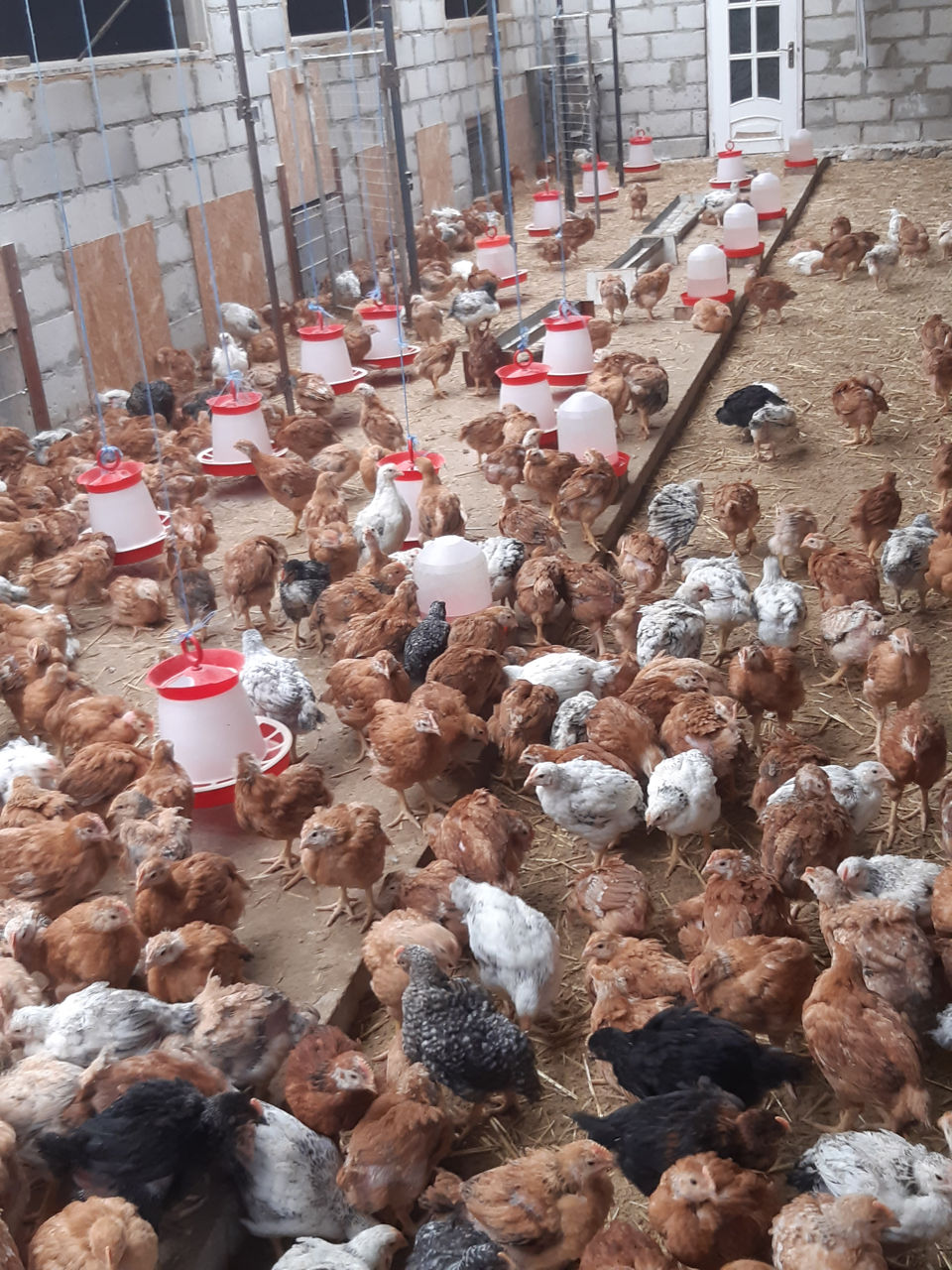 Pui de rasa franceza hubbard crescuti in conditii de casa bio facem livrare