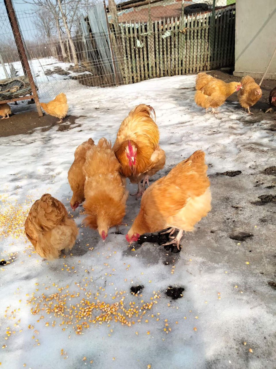 Vind 5 gaini de rasa orpincton