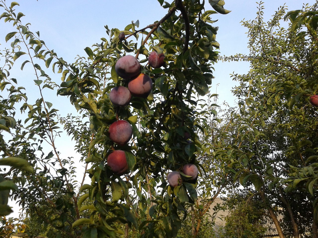 Vand pomi de pruni Toamna 2017