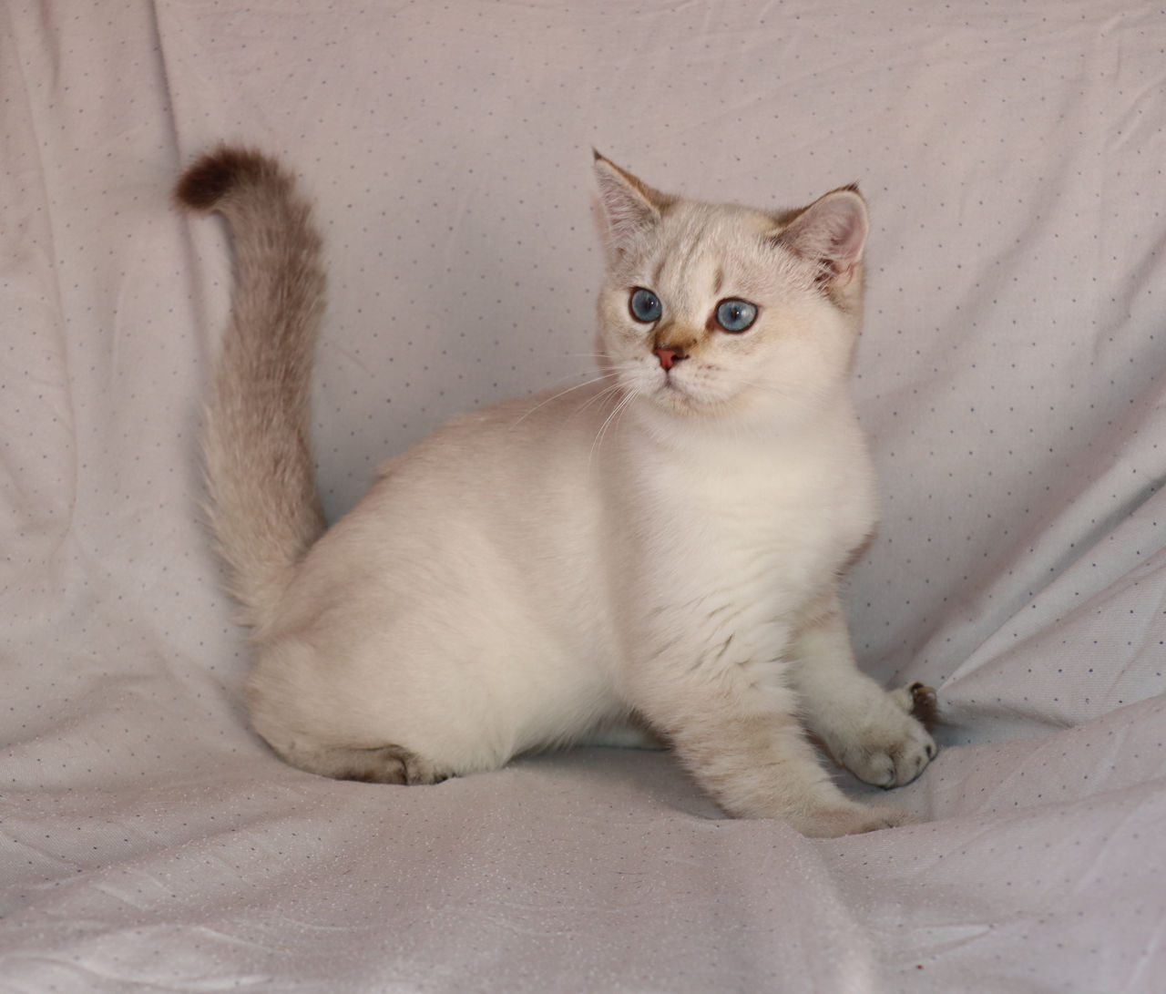 British Shorthair Golden Shaded Point .kitten (кошечка)
