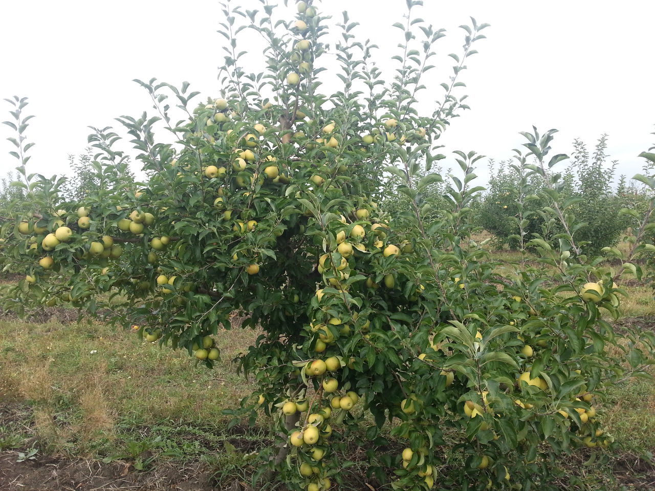 Mere Golden 100 tone !!! Яблоки Голден 100 тонн.