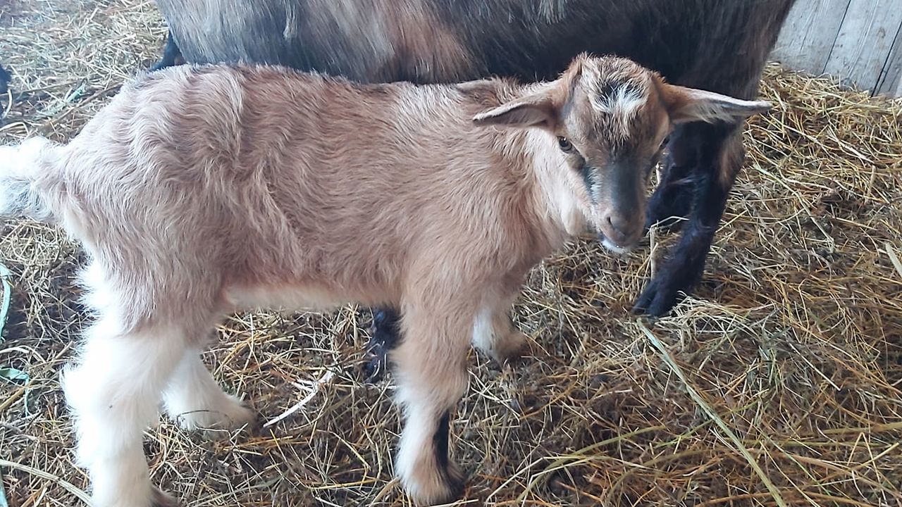 Vind tapusori din capre bune de lapte