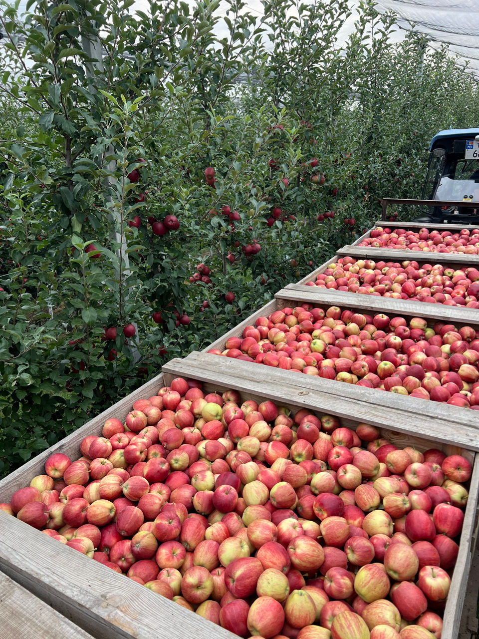 Vindem mere Champion reno și gala dark ann