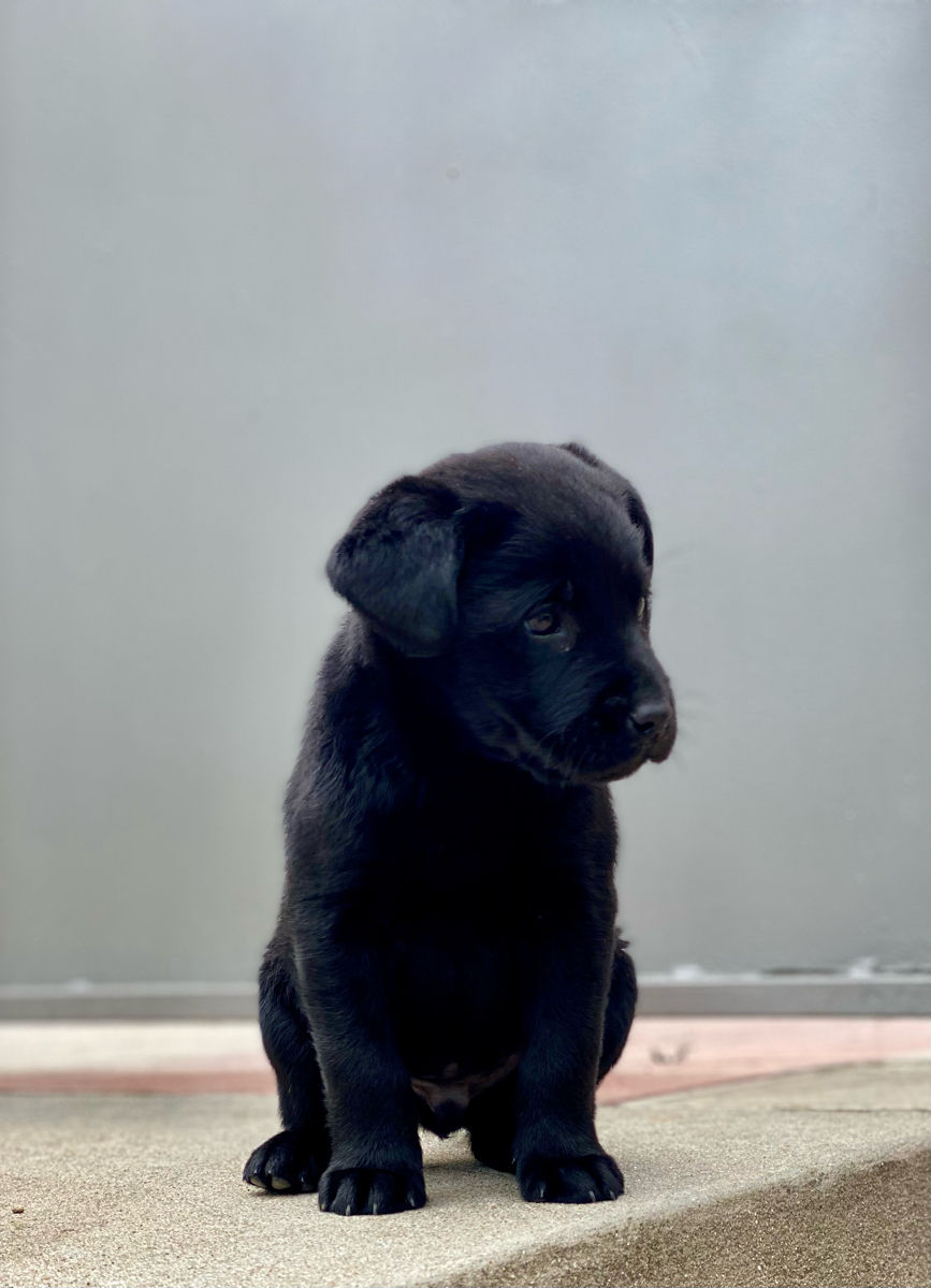 Vând cățel de labrador