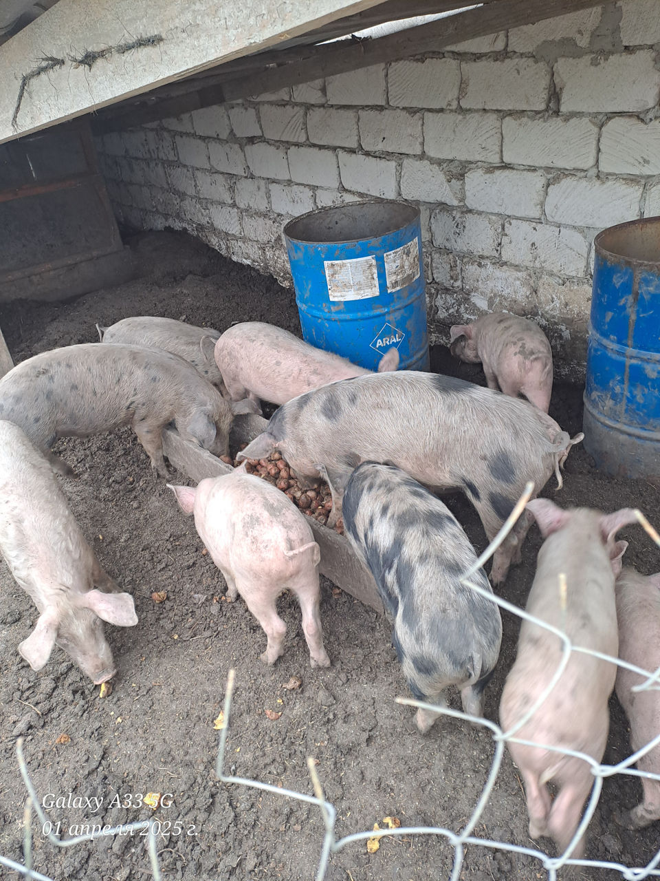 Vind purcei de 5 luni