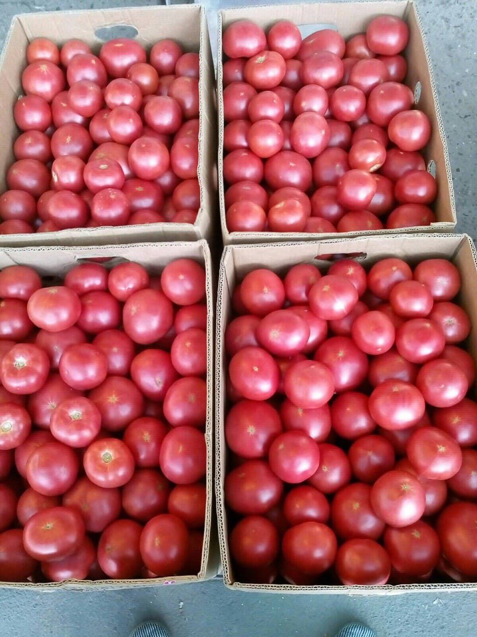 Мануса RZ F1 ( Manusa F1 ) семена розовых томатов Riijk Zwaan. Semințe ...