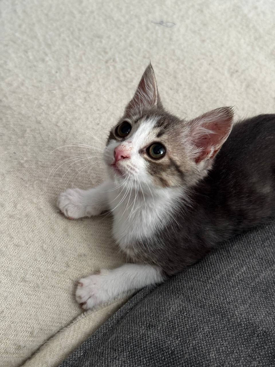 Pisoi în mâini bune!