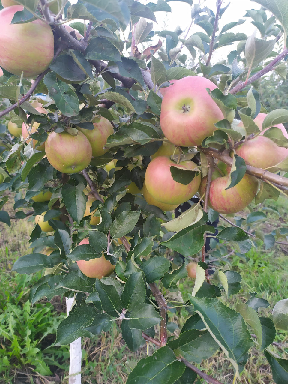 Vindem mere Gala-Max