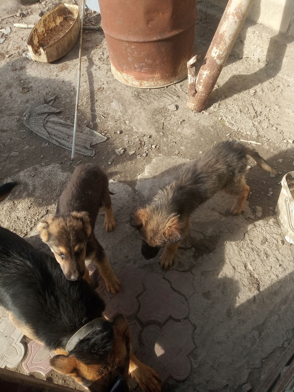 Se vind catei de ciobanesc german