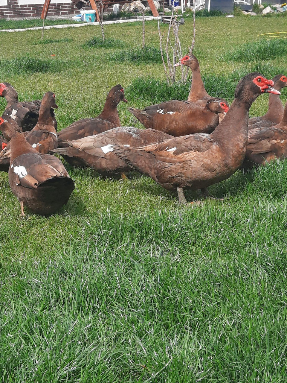 Ouă de rate mute 15 lei bucată