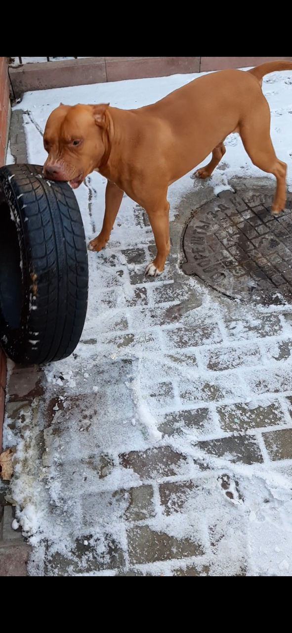 Pit-bull ( la imperechere )