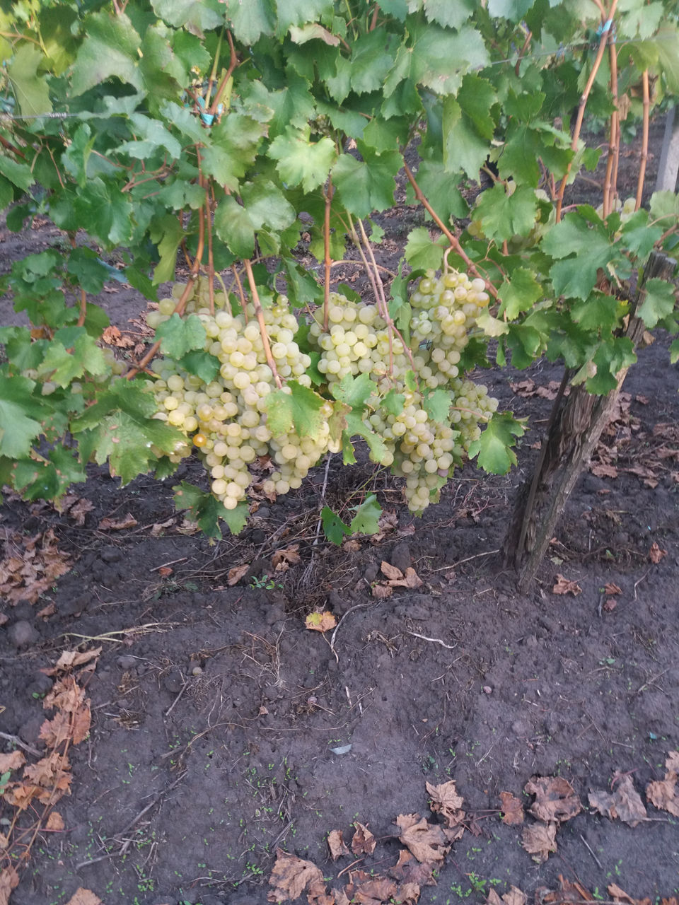 Se vinde poama alba suruceni, poama moldova