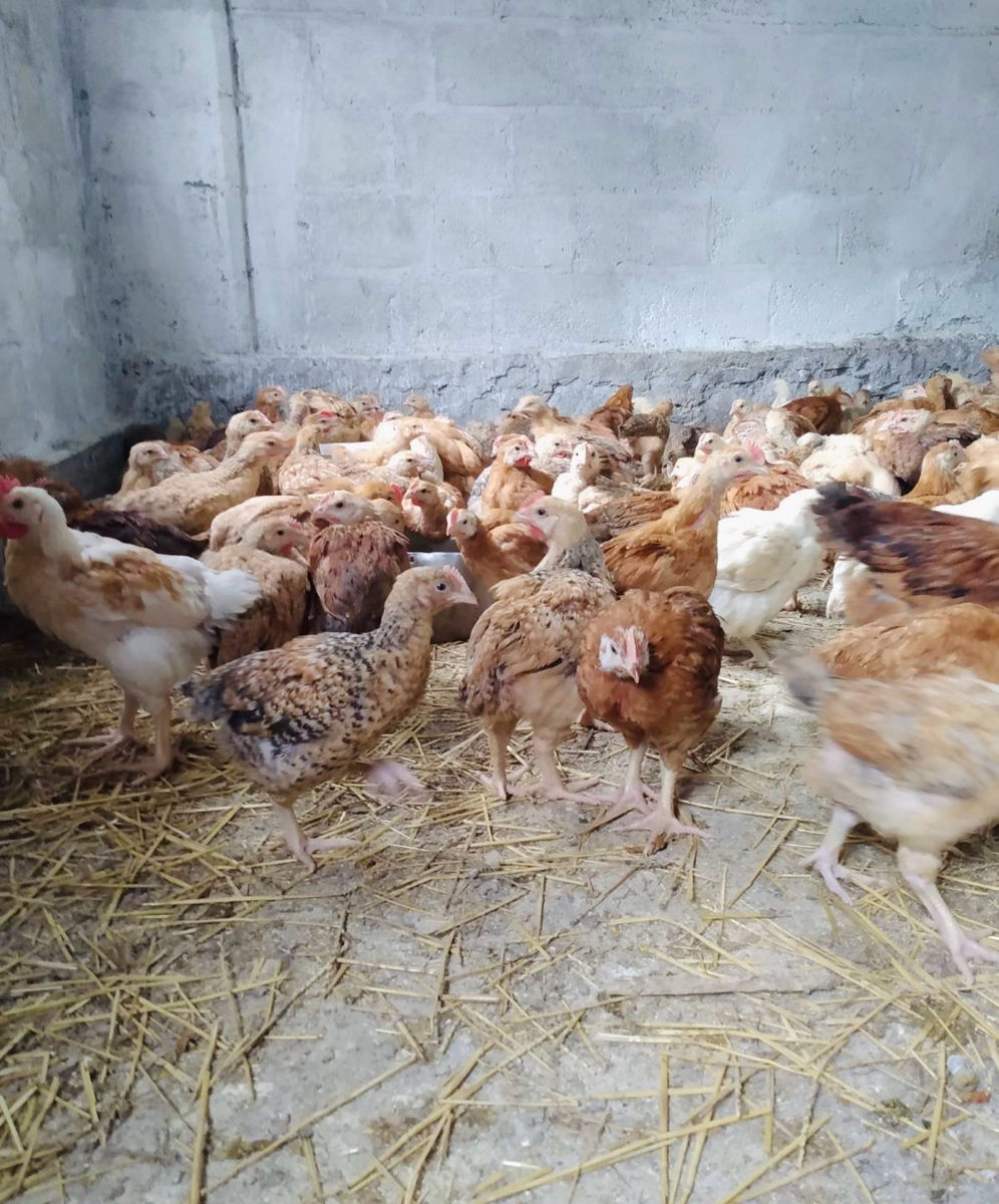 Pui de rasă de ouă și carne