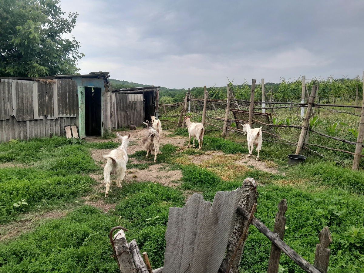 Vând 5 capre mulgătoare