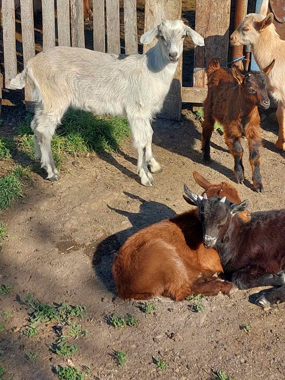 Edite anglonubiene si murciana metis