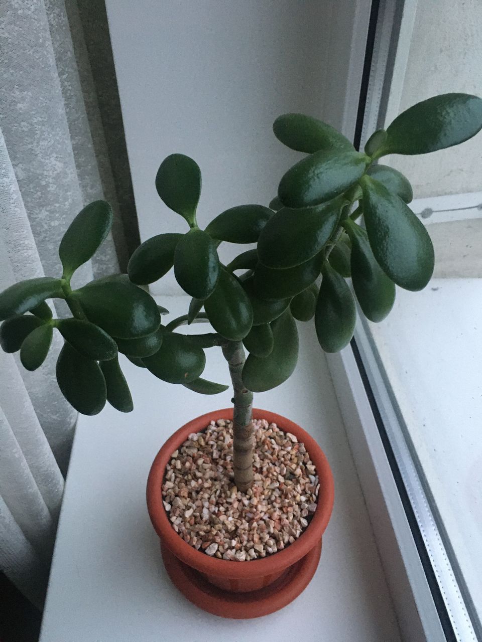 Floarea banilor, foarte sănătoasă, aceasta din poză împreună cu vazonul ...