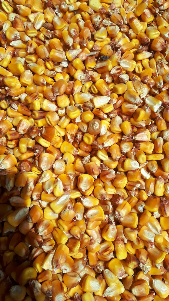 Vând porumb fac și livrare.