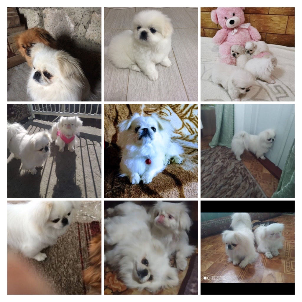 Mini pechinez alb!!!