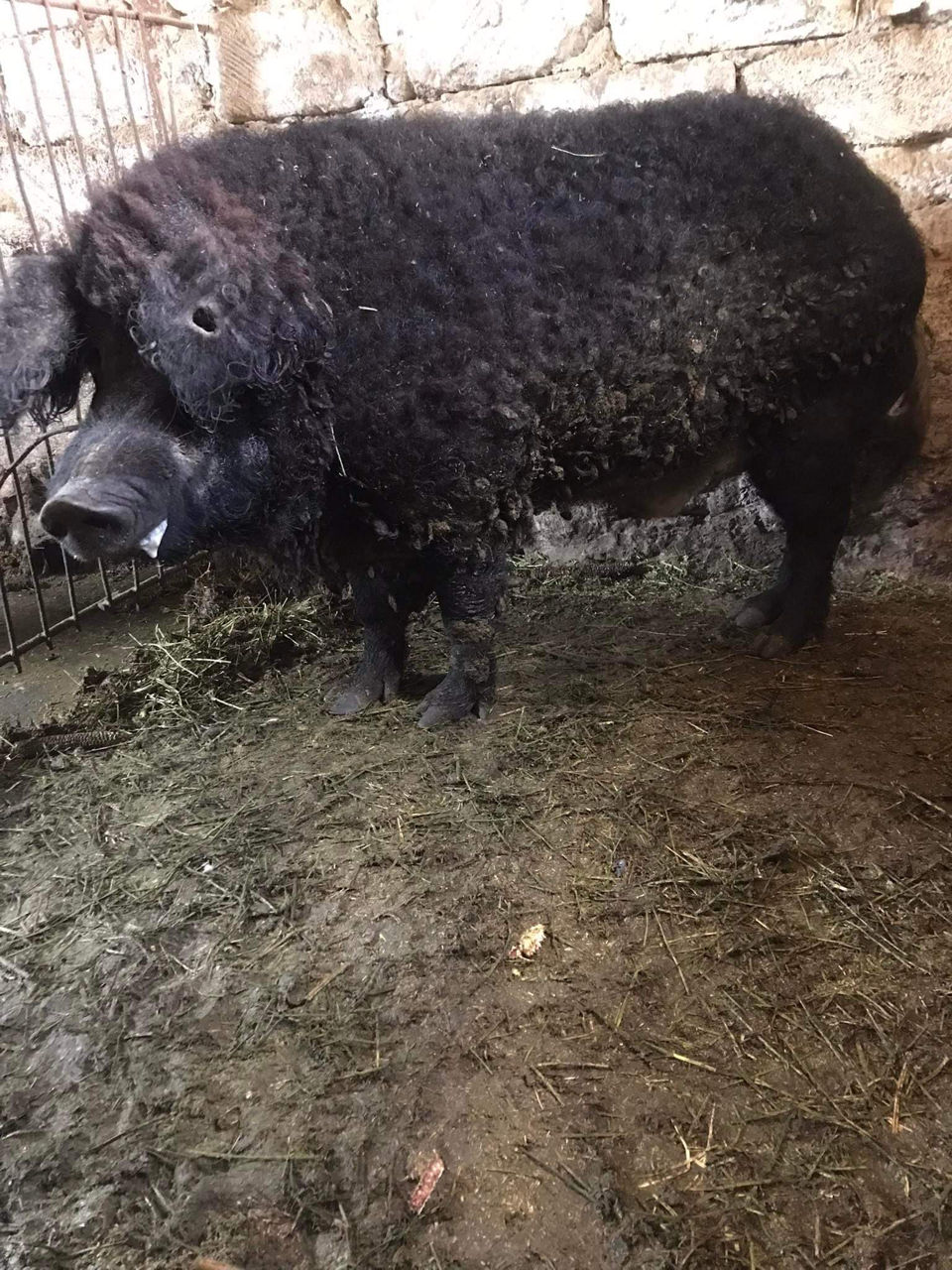 vind porci mangalita