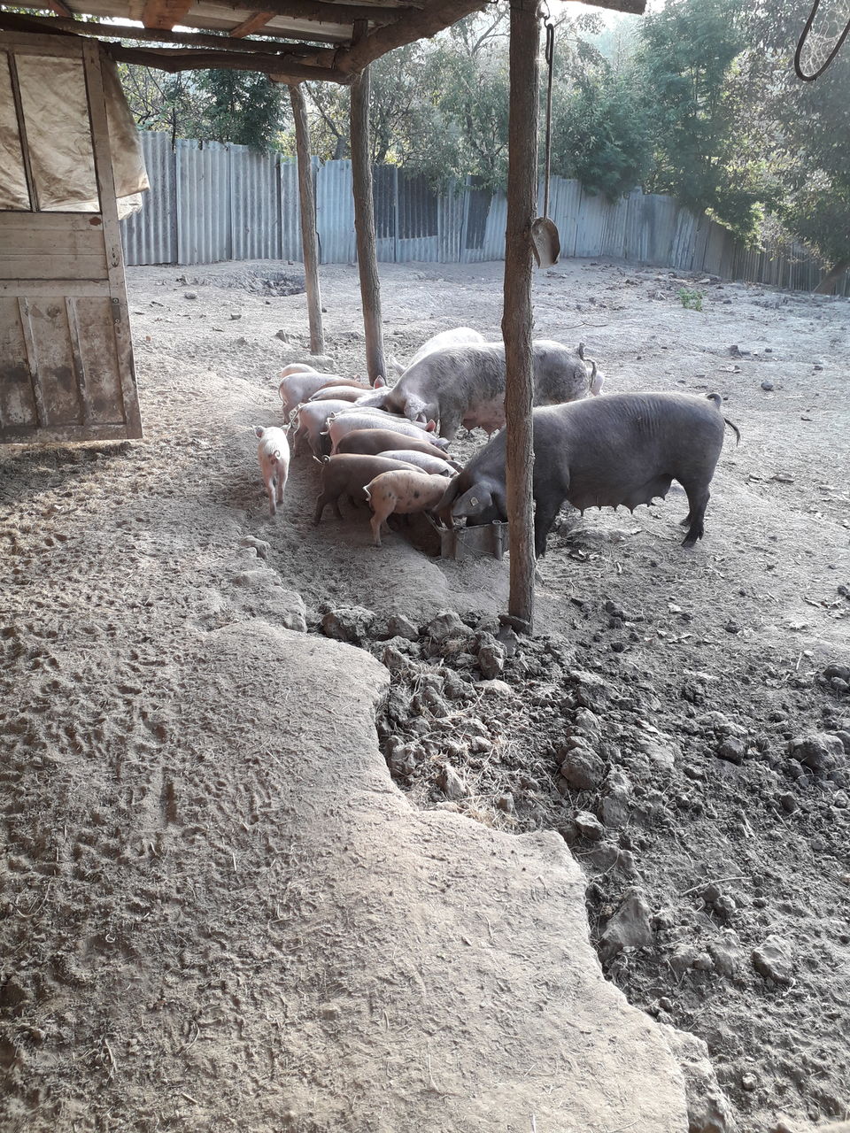 Vind doua scroafe cu purcei