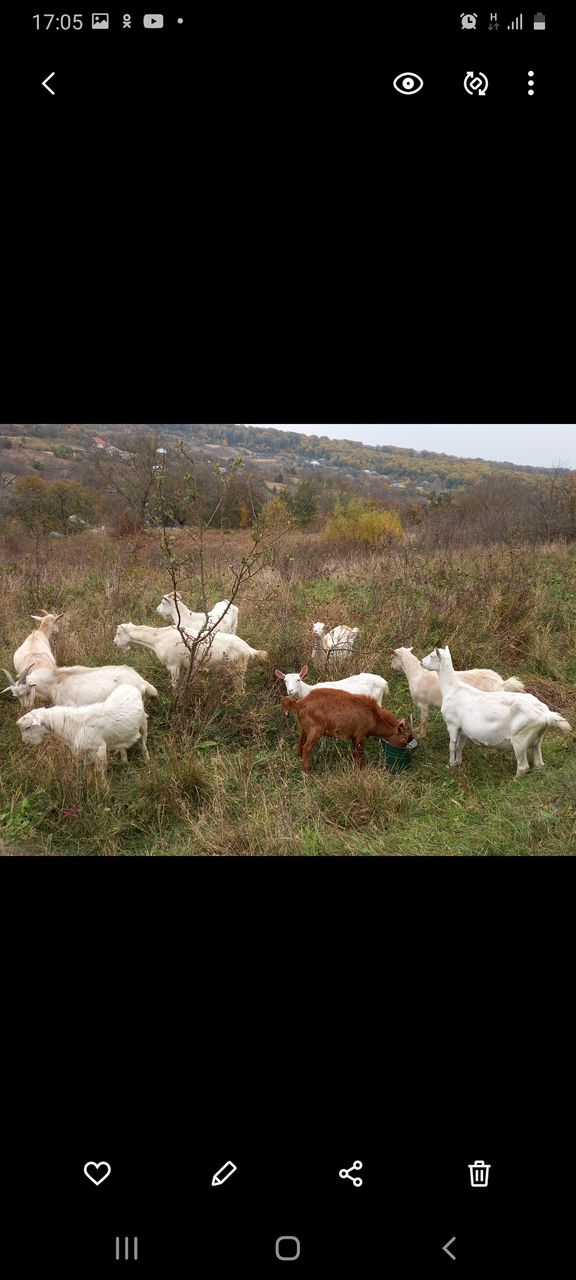 Vind capre și 3 Țapi