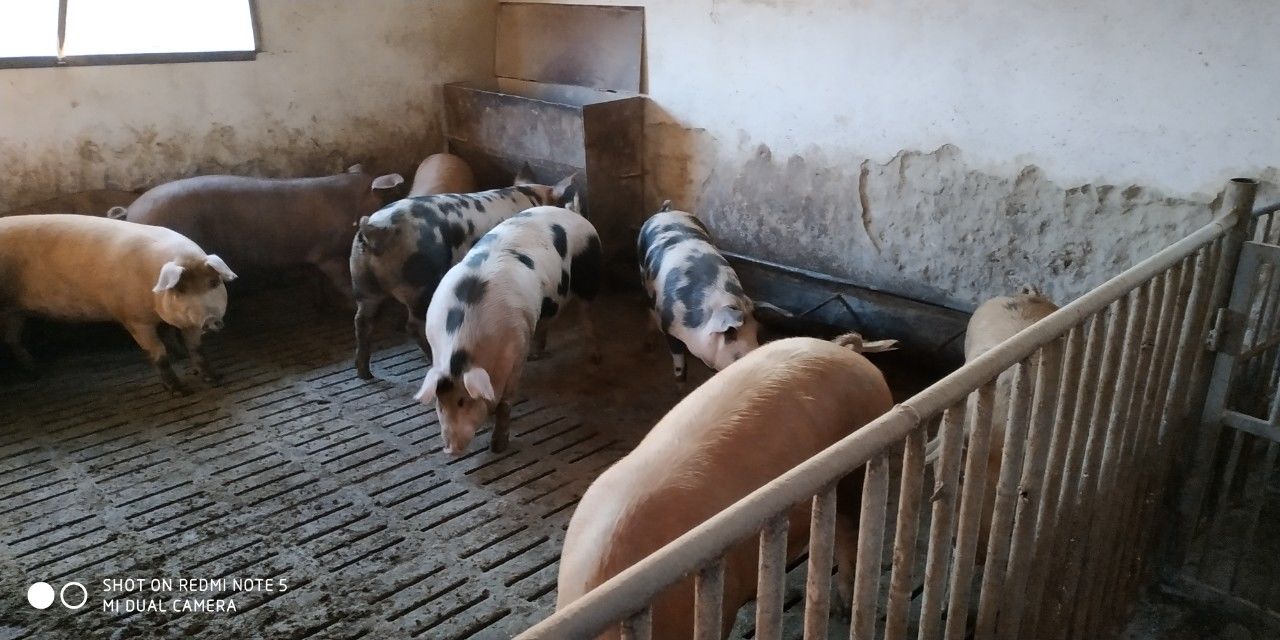 Porci de casa