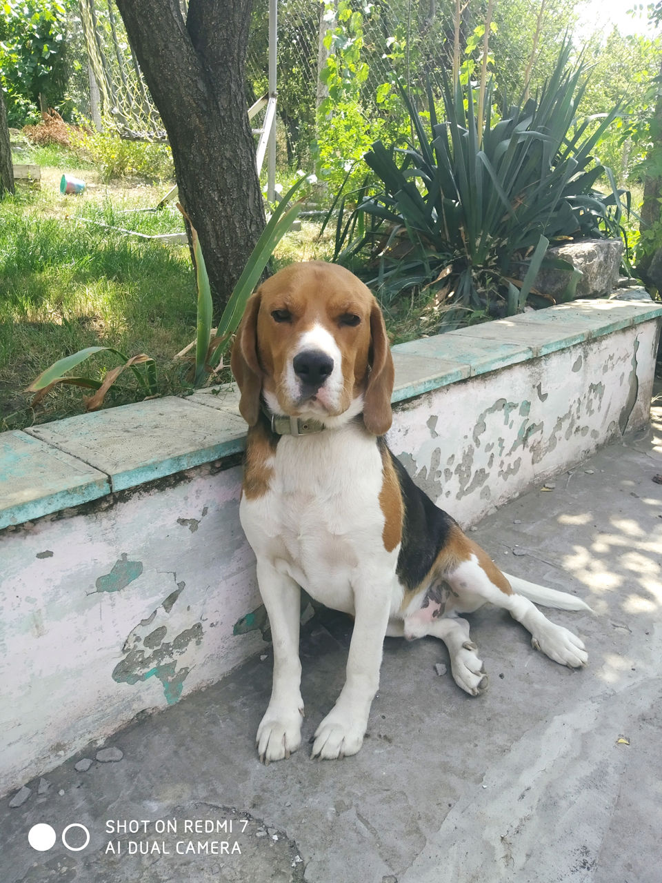 Cățel de rasa beagle