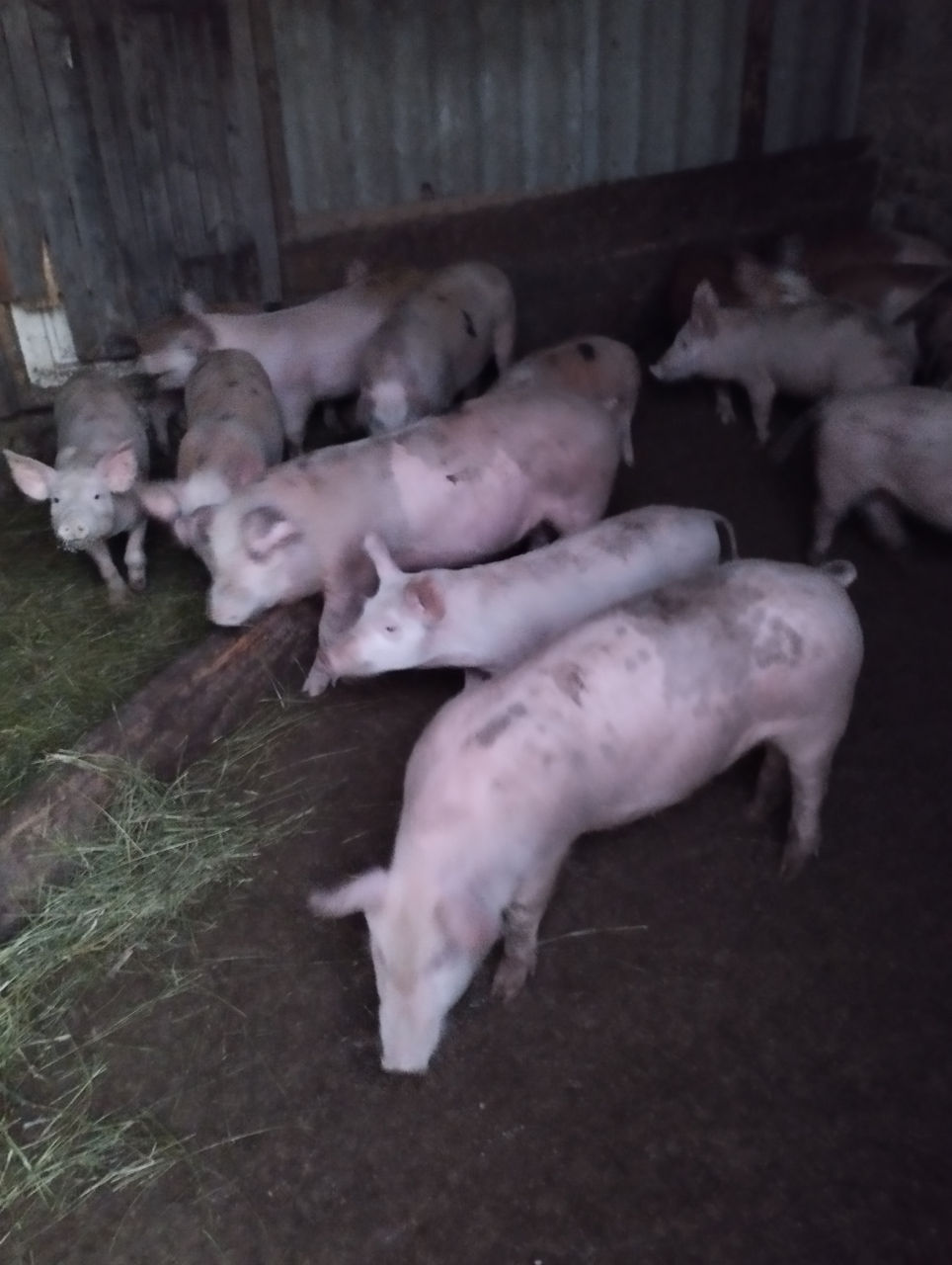 Vînd purcei 30pina la 50kg