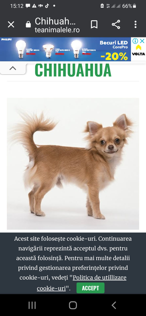 Primesc in dar un catelus sau cine matur de rasa cihuahua se poate ...