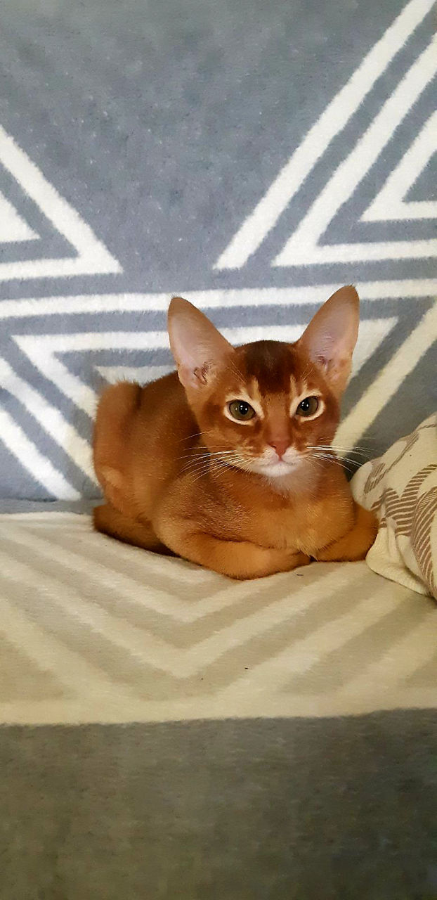 Абиссинские котята