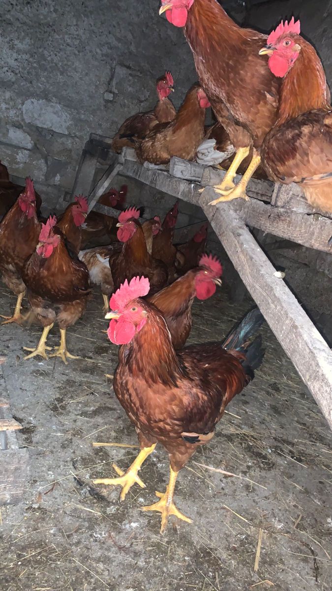 Продам Курей французов для яиц и мяса