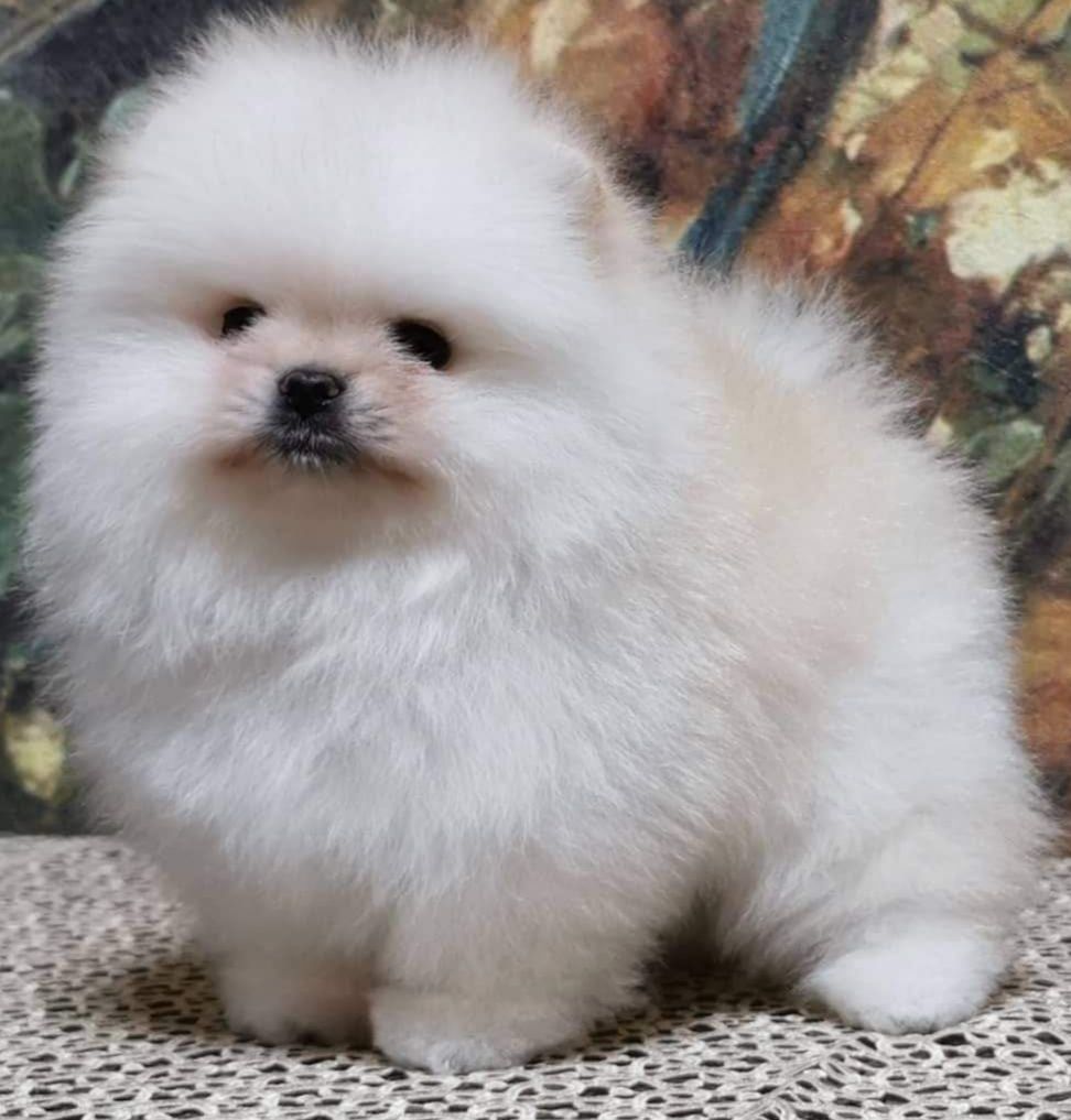 Pomeranian boo