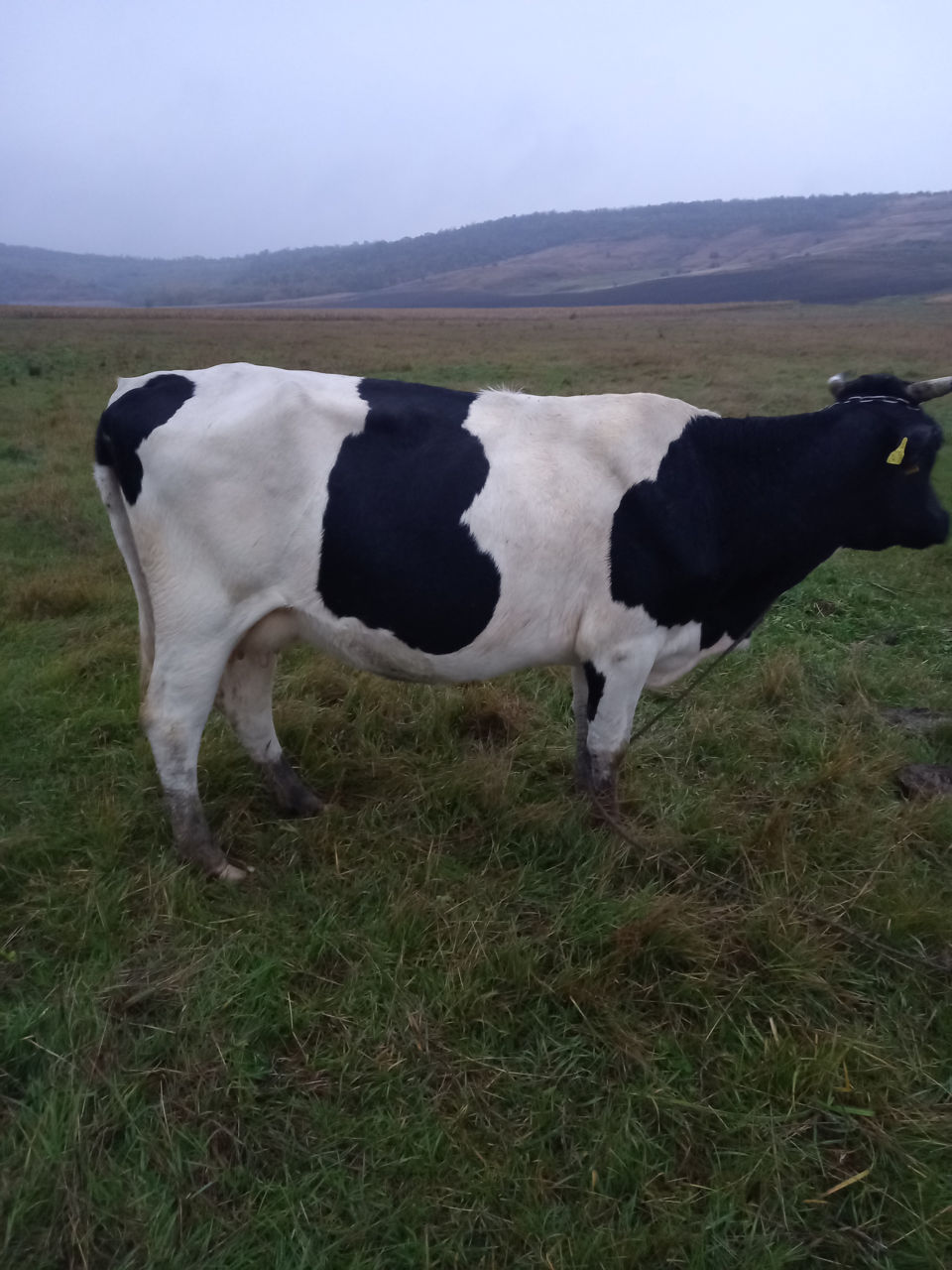 Vind 3 vaci bune de lapte a fata