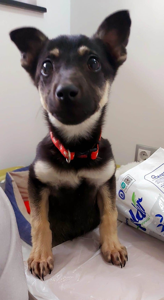 Molly isi cauta Familia. Catelusa de talie mica, activa si sociabila cu ...