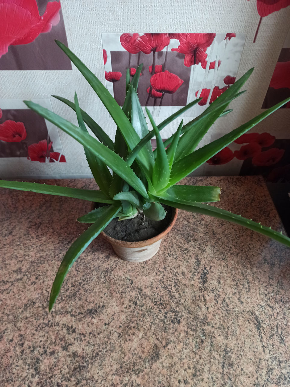 Алоэ Вера! Недорого!