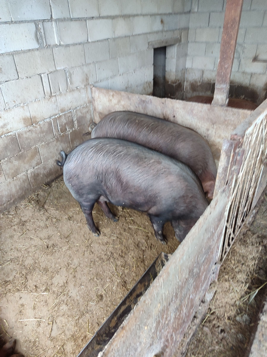Porci de casa