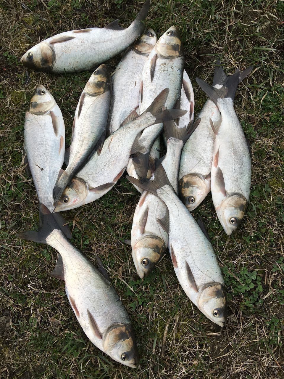 Vand tolstolob 1kg, cantitate mare. Cumpar crap si amur, 2-3 tone