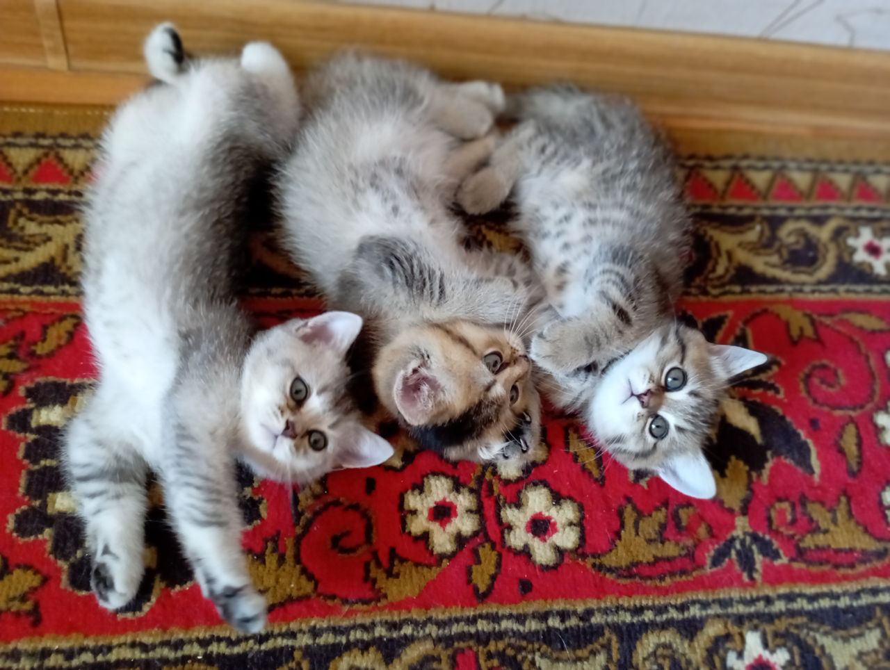 Pisicute de vînzare