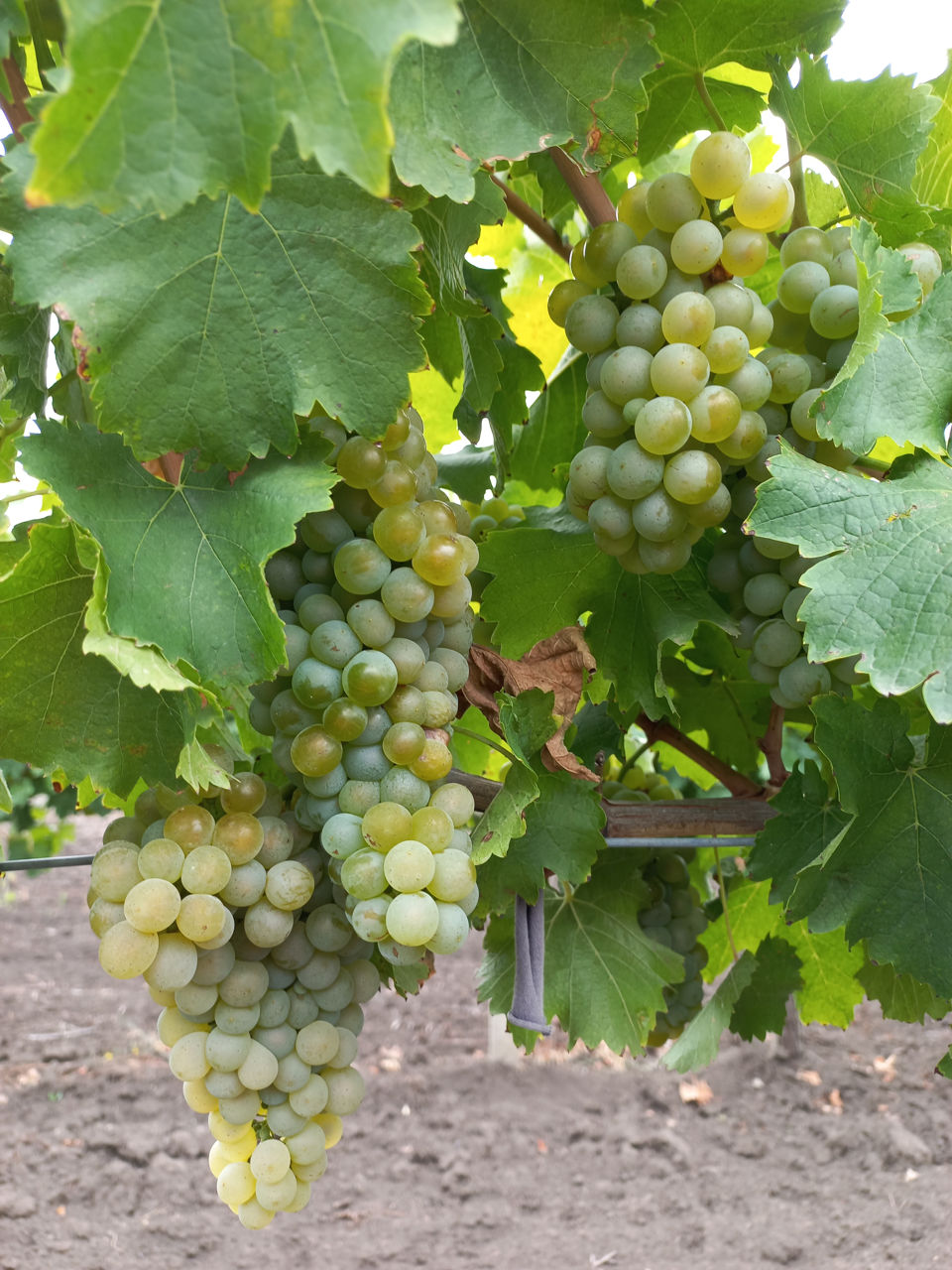 Vînd struguri pentru vin (Cuderca , Cabernet, Merlot, Sauvignon)