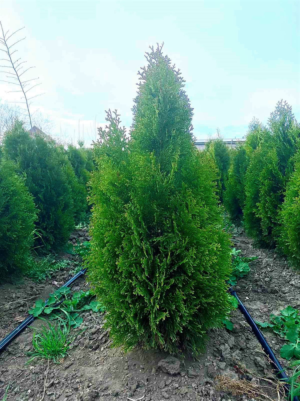 Tuie și plante decorative