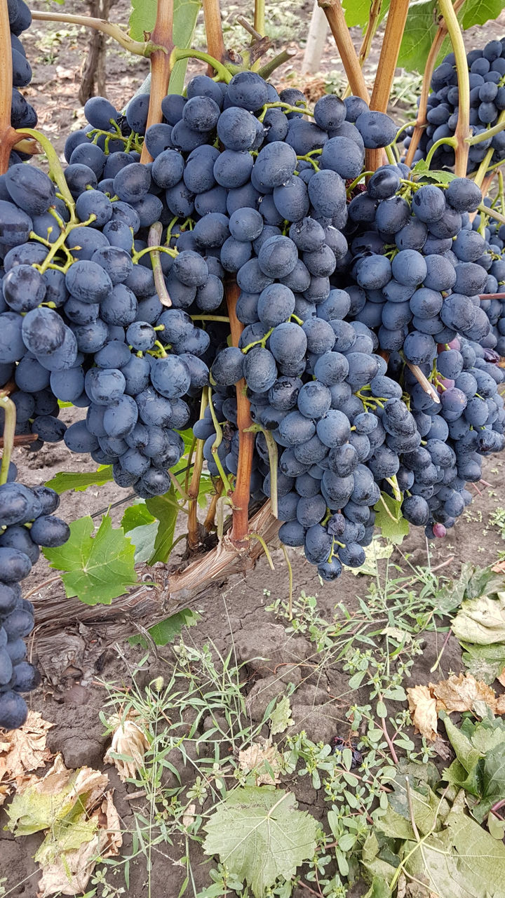 Poama Moldova pentru export.