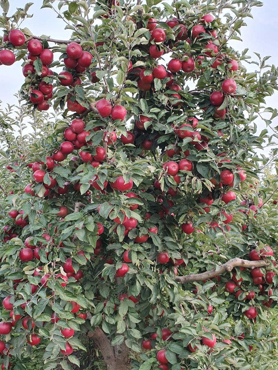 Продается яблоки айдаред/Vindem mere aidared