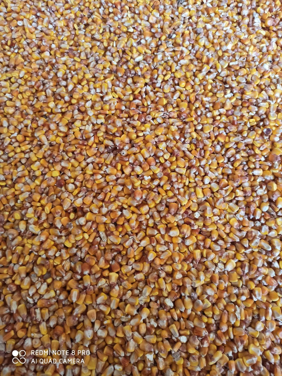 Vind porumb 3 lei kg cash