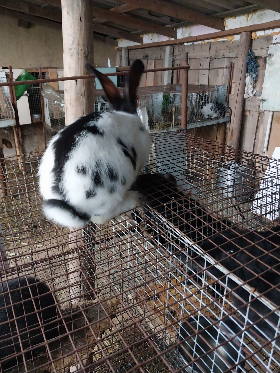 Iepuri de 3 luni jumate