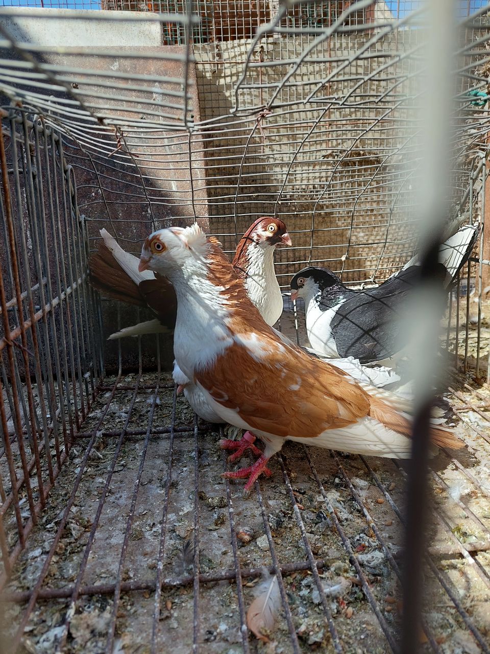 Porumbei jucatori de Galati si tobosari germani