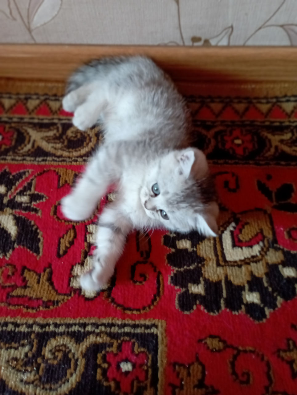 Pisicute de vînzare