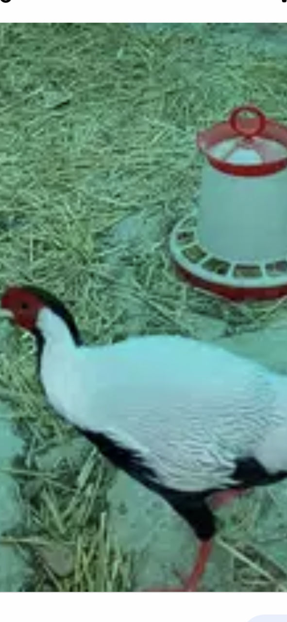 Fazan argintiu mascul